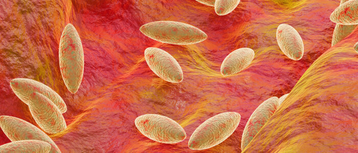 NCCR AntiResist | A New Paradigm in Antibiotic Discovery | B. melitensis